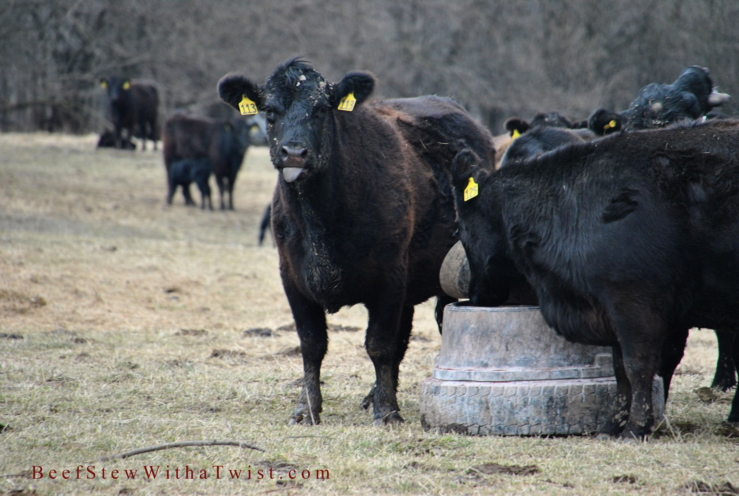 Difference between a Heifer and a Cow…and other fun facts! – Britt ...