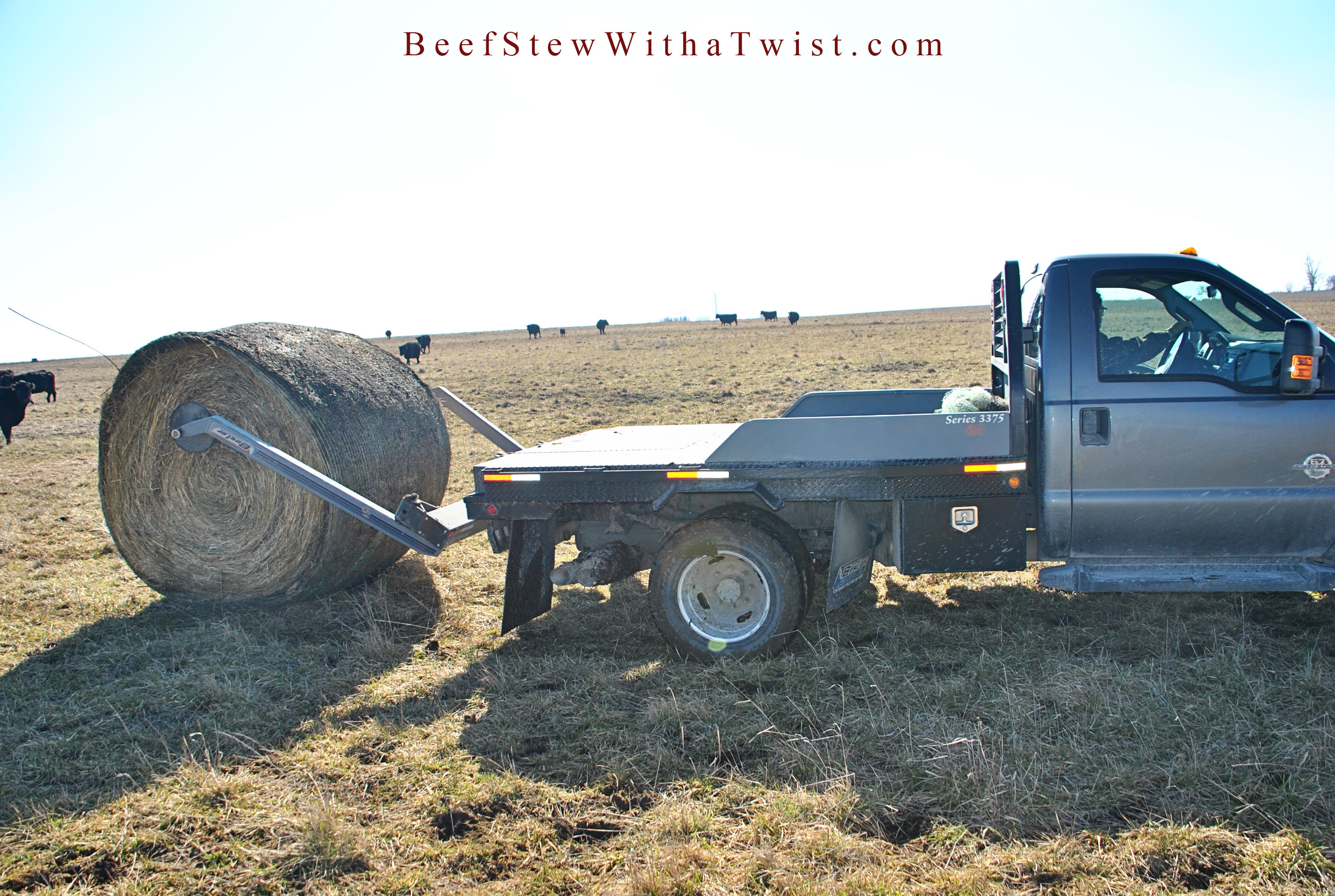 Difference between a Heifer and a Cow…and other fun facts! – Britt ...